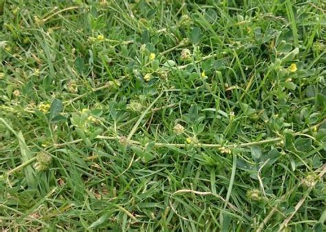Southern Weed Identification Guide