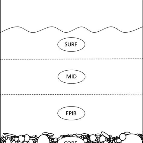Longitudinal Cross Section Schematic For The Water Column Experiment Download Scientific