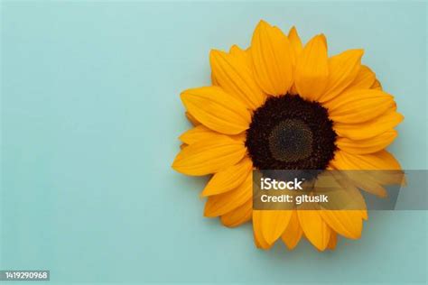 복사 공간이있는 파스텔 배경에 해바라기 꽃 클로즈업 아름다운 해바라기가있는 평평한 하향식 구성 0명에 대한 스톡 사진 및 기타