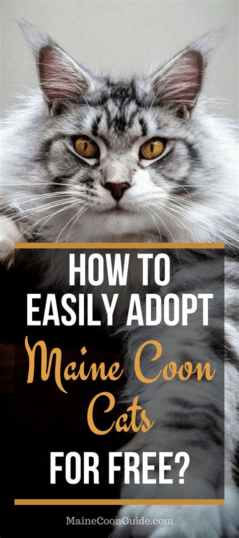 Maine Coon Personality Traits Maine Coon Guide