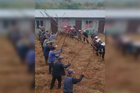 这样的打粮食场面真是壮观众人拾柴火焰高真齐心 场面