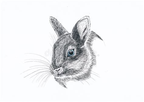 Ink Drawing Portrait Of A Dwarf Rabbit Stock Illustration Illustration Of Coloured Rabbit