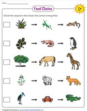 Food Chain Worksheets