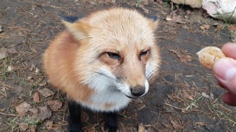 Алиса - лиса. Гуляем - YouTube