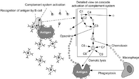 6 Activation Of The Complement System Download Scientific Diagram