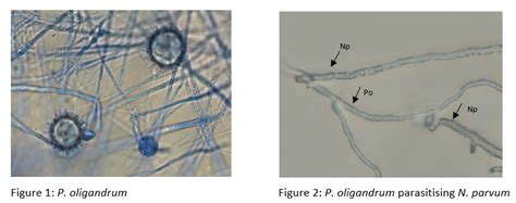 MSc MRes Bursary Report Identification Of Mycoparasitic Pythium Species Associated With