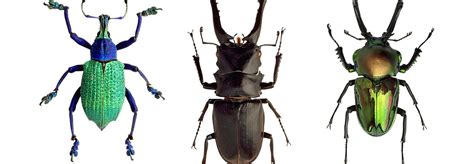 Millions Of Insect Species Will Go Extinct Before We Even Discover Them