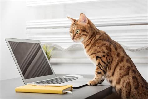 使用jps查看java进程小分享 知乎