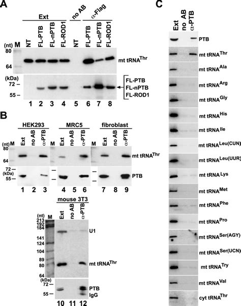 Human Polypyrimidine Tract Binding Proteins Specifically Interact With Download Scientific