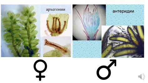 Жизненный цикл мхов Youtube