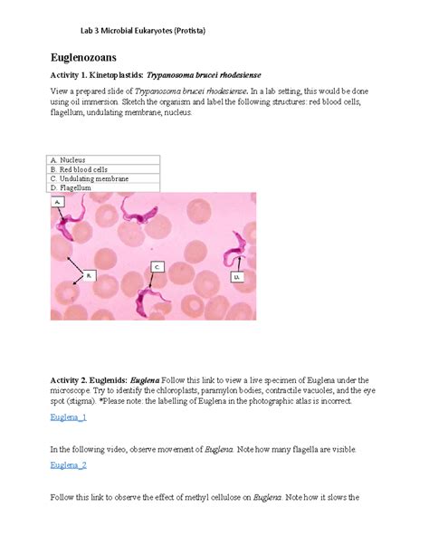 Lab 3 Protista Microbial Eukaryotes Euglenozoans Activity 1 Kinetoplastids Trypanosoma