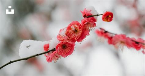 분홍색 꽃의 선택적 초점 사진 사진 Unsplash의 무료 빨강 이미지