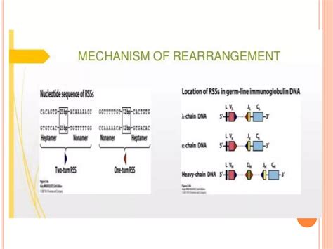 Antibody Diversity Pptx