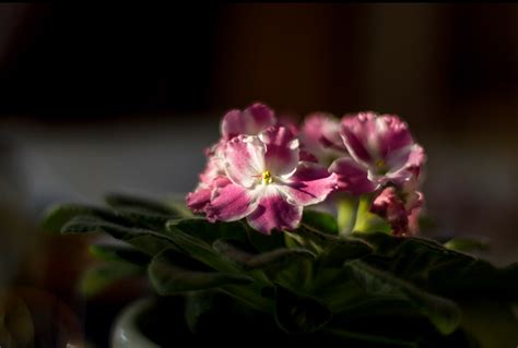 depth of field demystified a comprehensive guide to the physics and