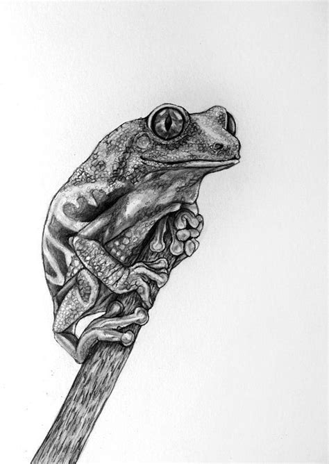Tree Frog Original Pencil Drawing