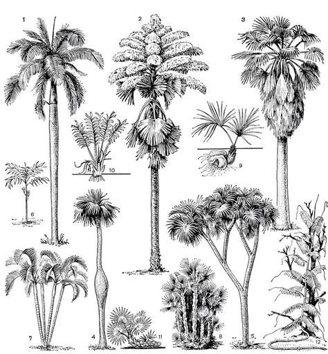 Uncovering The Anatomy Of A Palm Tree A Diagram Exploration