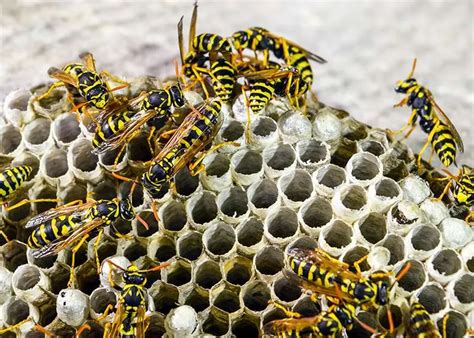 How To Remove A Wasp Nest Critter Stop