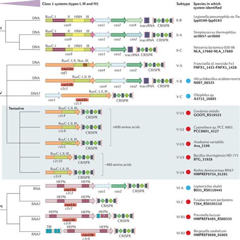 Possible Routes Of Evolution For Class 2 Crispr Cas Systems Download