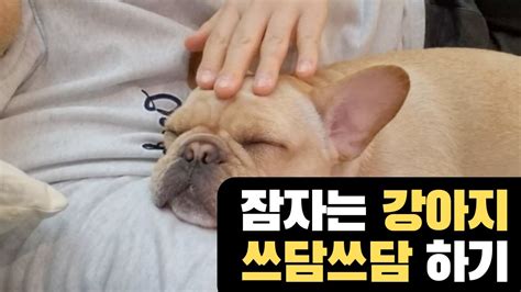 잠자는 강아지 쓰담쓰담 하기 Youtube