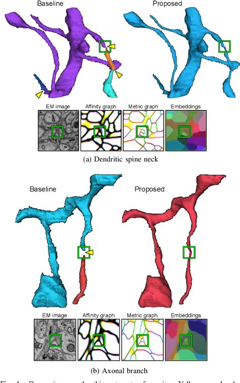Figure 1 From Learning And Segmenting Dense Voxel Embeddings For 3d Neuron Reconstruction