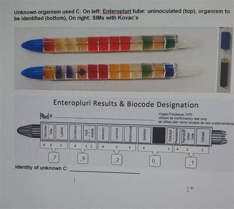 Solved Unknown Organism Used C On Left Enteropluri Tube