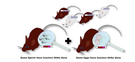 Transgenic Mice Teaching Biology Science Learning Centers Learning Science