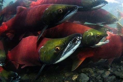 The Origins Of Pacific Salmon Names