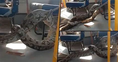 Watch Giant Python Crawls Inside UP School Bus Rescued