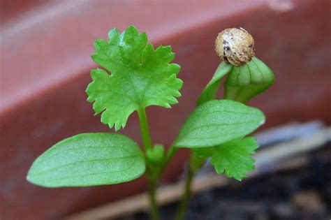 Growing Cilantro How To Plant Harvest And Store This Spicy Herb