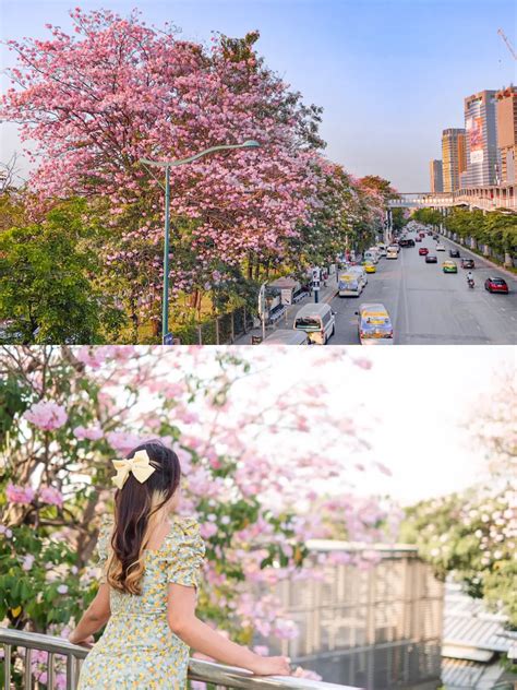 ดอกชมพูพันธุ์ทิพย์ที่จตุจักรซีซั่นนี้ บาน 100 แล้วน้า 🥰🌸 แกลเลอรีที่โพสต์โดย Dances Day Off