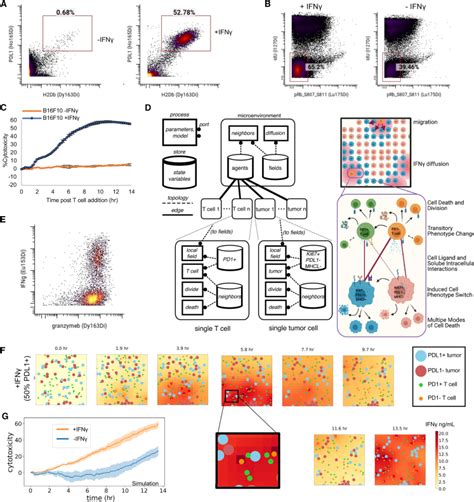 integrating multiplexed imaging and multiscale modeling identifies