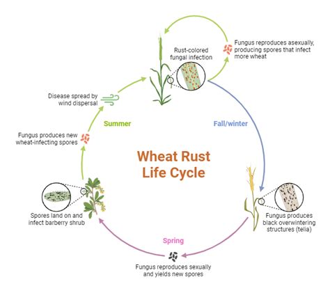 Wheat Rust Life Cycle Biorender Science Templates