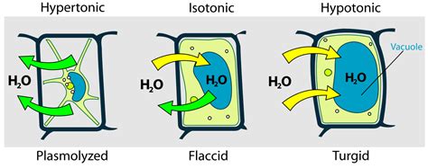 Gcse Sciencecells Wikibooks Open Books For An Open World