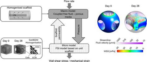 骨组织工程中流体流动诱导的细胞刺激由于间质组织的形成而在体外发生变化。 International Journal For Numerical Methods In Biomedical
