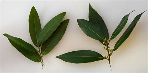 The Uncarved Block Comparing Bay Leaves