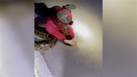 Video Massive Python Lunges At Hunter During Capture In Florida Cnn