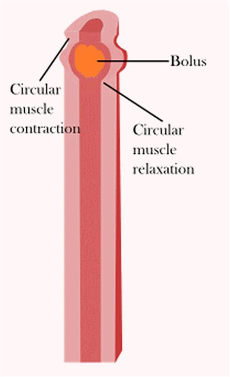 Peristalsis Function Where Peristalsis Occurs And Peristalsis In The Digestive Tract
