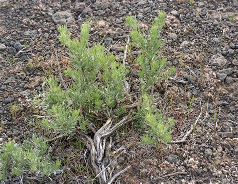 Juniper And Rocks Stock Image Image Of Washington Morning 281403927