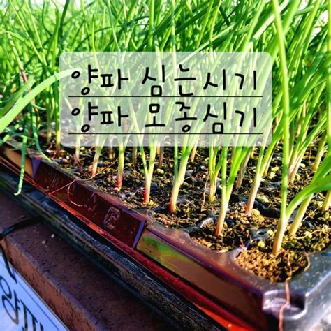 중부지방 양파 모종 심는시기 양파모종심기 네이버 블로그
