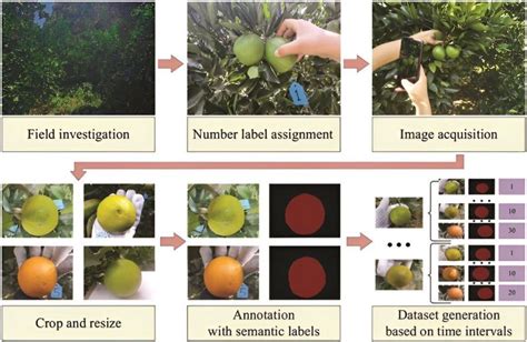 Advanced Ai Techniques For Predicting And Visualizing Citrus Fruit Maturity José María Súnico