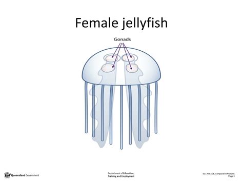 Ppt Comparative Anatomy Powerpoint Presentation Free Download Id