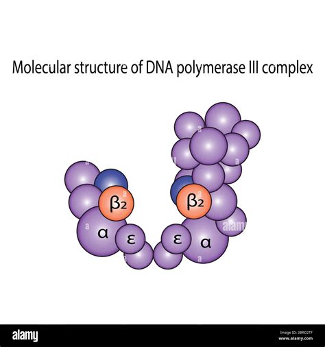 Molecular Structure Of Dna Polymerase Iii Complex Stock Vector Image And Art Alamy