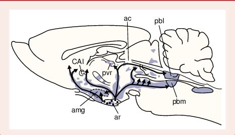 Schematic Representation Of A Rat Brain Showing The Distribution Of Download Scientific Diagram