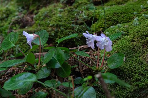ブログ 日本の固有植物 トクワカソウTokuwakaso