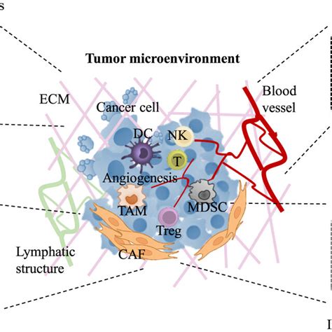 Schematics Of The Tumor Microenvironment Tme Highlighting Crucial Download Scientific Diagram