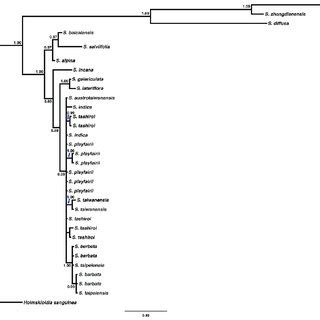 Phylogenetic Tree Reconstructed By Bayesian Inference From Chloroplast