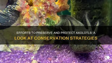 Efforts To Preserve And Protect Axolotls A Look At Conservation