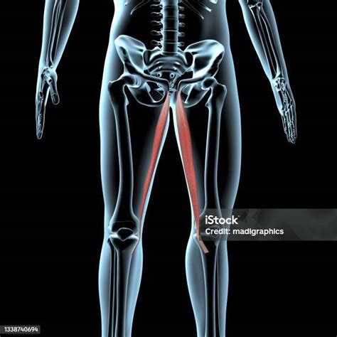 Xray 바디에 Gracilis 근육 해부학 위치의 3d 그림 근육에 대한 스톡 사진 및 기타 이미지 근육 허벅지 사람 다리 0명 Istock