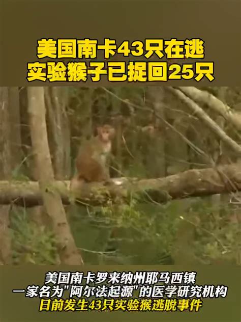 美国南卡43只在逃实验猴子已捉回25只 美国 猴子 实验 凤凰网视频 凤凰网