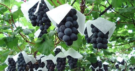 천안 포도 미국 진출한다